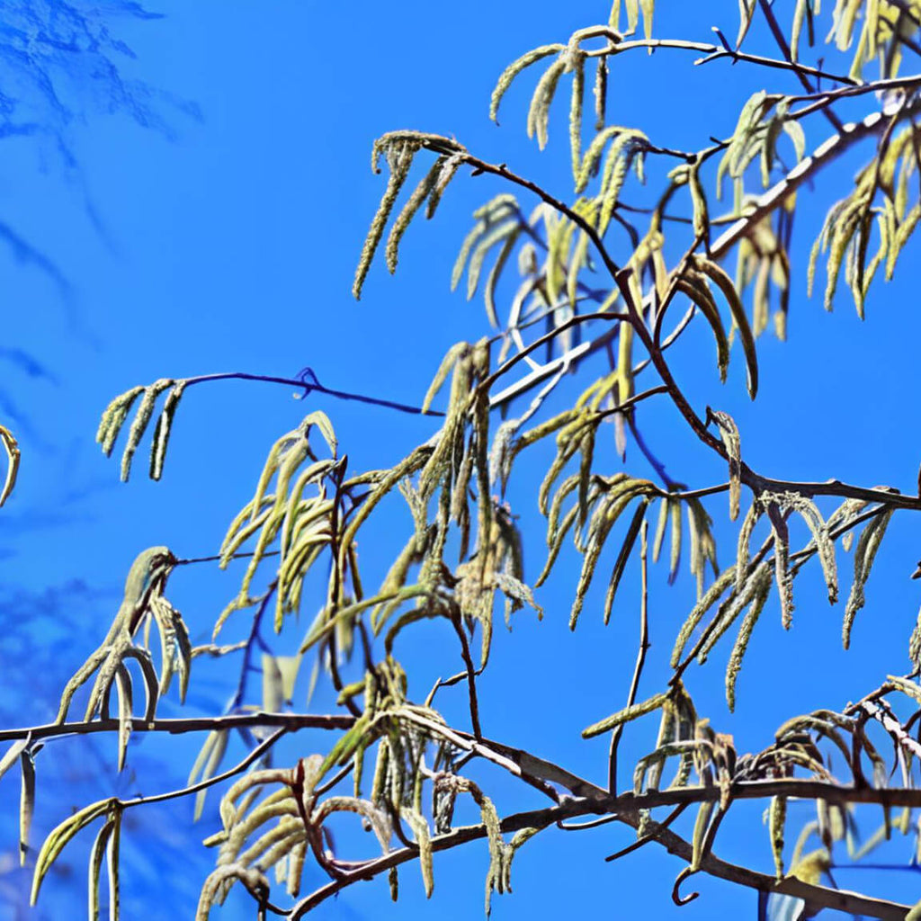 Espe: Alle Infos über den essbaren Baum im Überblick – smoothie-mixer.de